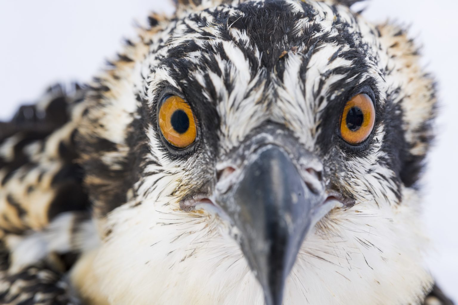 Ground zero for ospreys - Oceanographic - Oceanographic